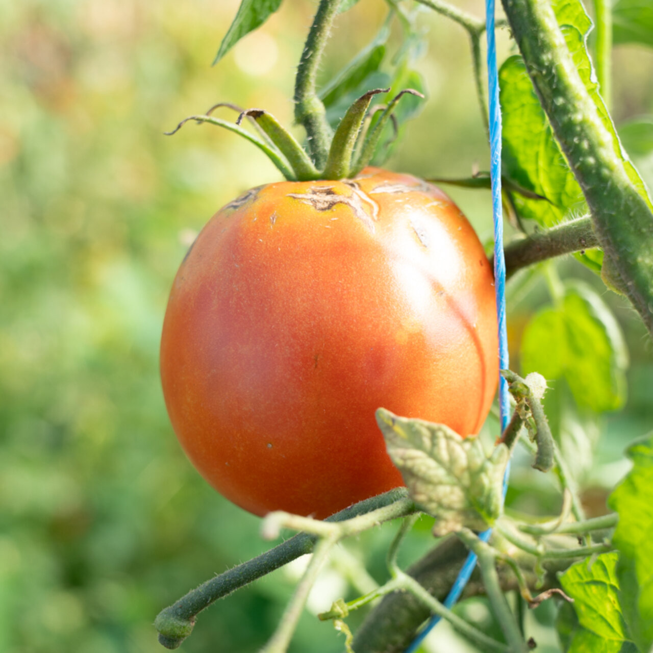 Heirloom Delicious by Burpee Tomatoes Organic Seeds