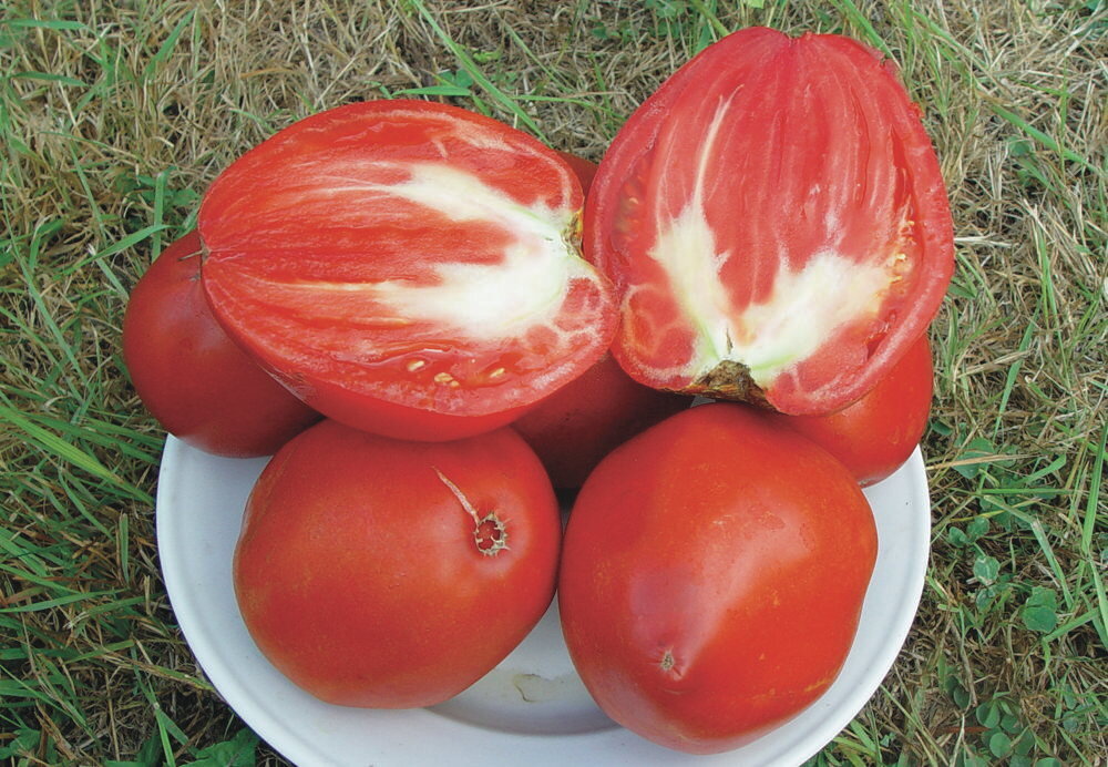 Heirloom Giant Oxheart Reif Red Tomatoes Organic Seeds