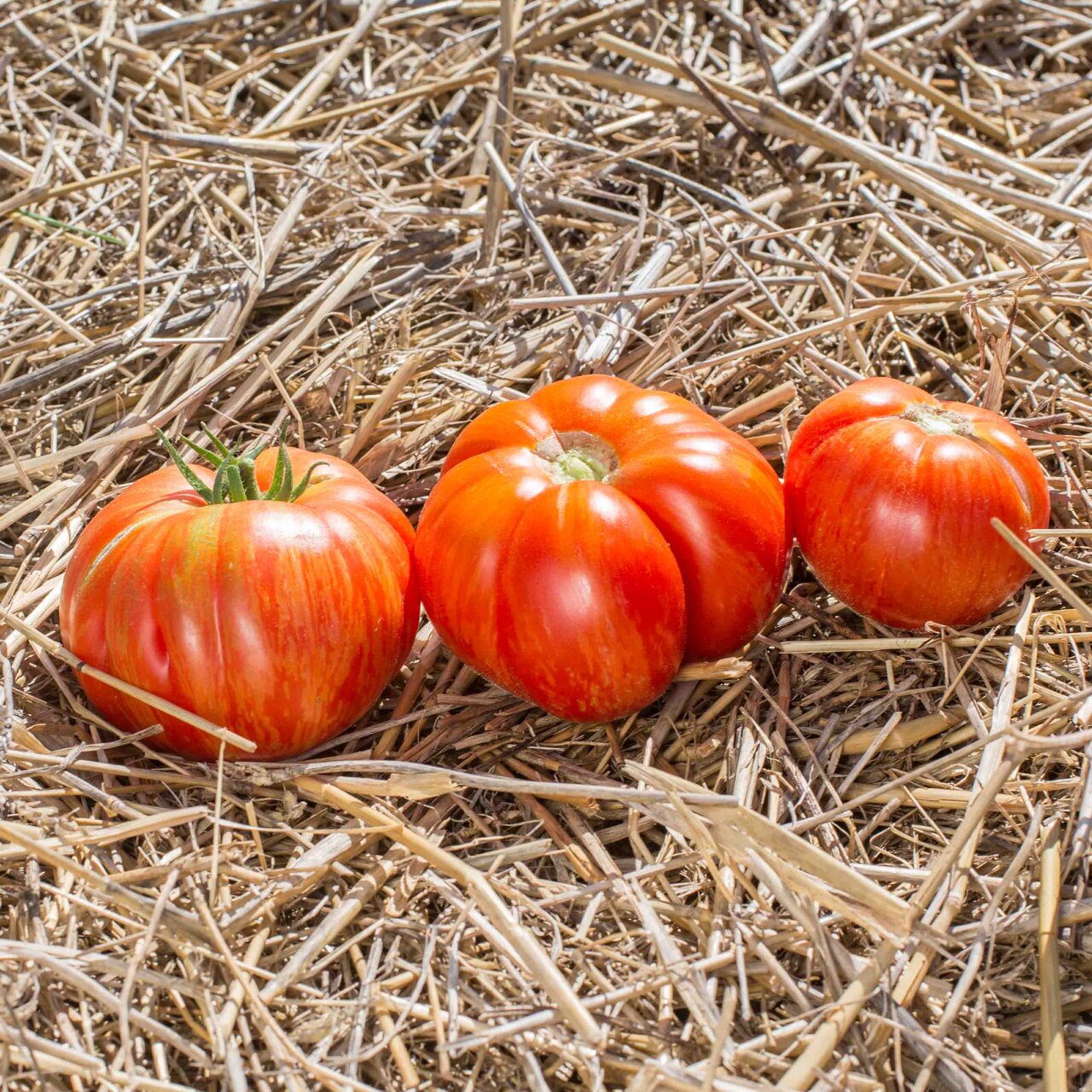 Heirloom Solar Flare Tomatoes Organic Seeds