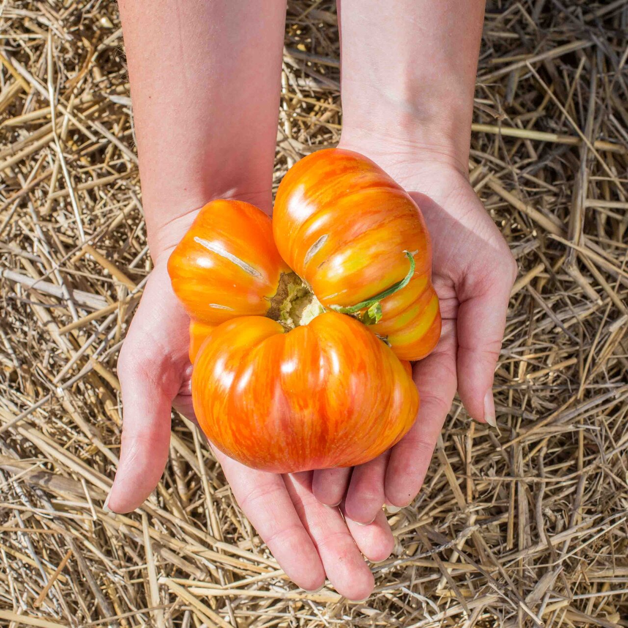 Heirloom Solar Flare Tomatoes Organic Seeds