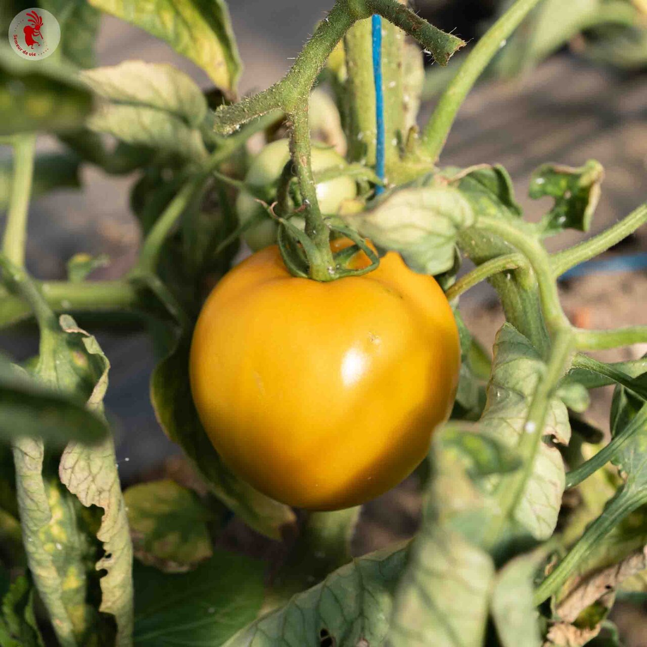 Heirloom Mountain Gold Tomatoes Organic Seeds