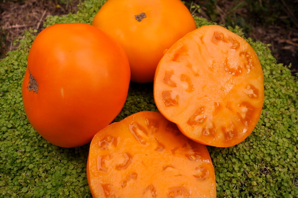 Heirloom Persimmon Tomatoes Organic Seeds