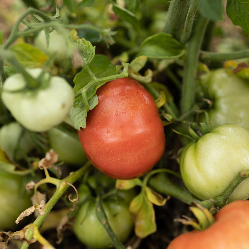 Heirloom Clear Pink Tomatoes Organic Seeds