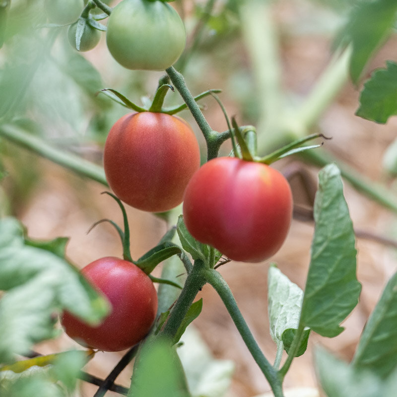 Heirloom Pink Peach / Fuzzy Tomatoes Organic Seeds