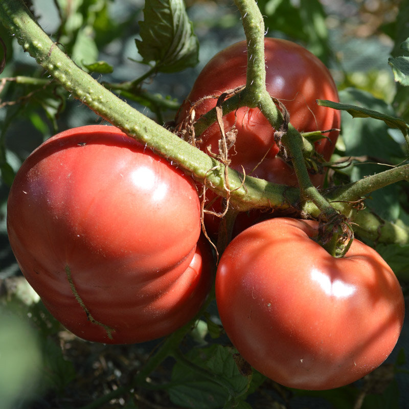 Heirloom Ponderosa Pink Tomatoes Organic Seeds