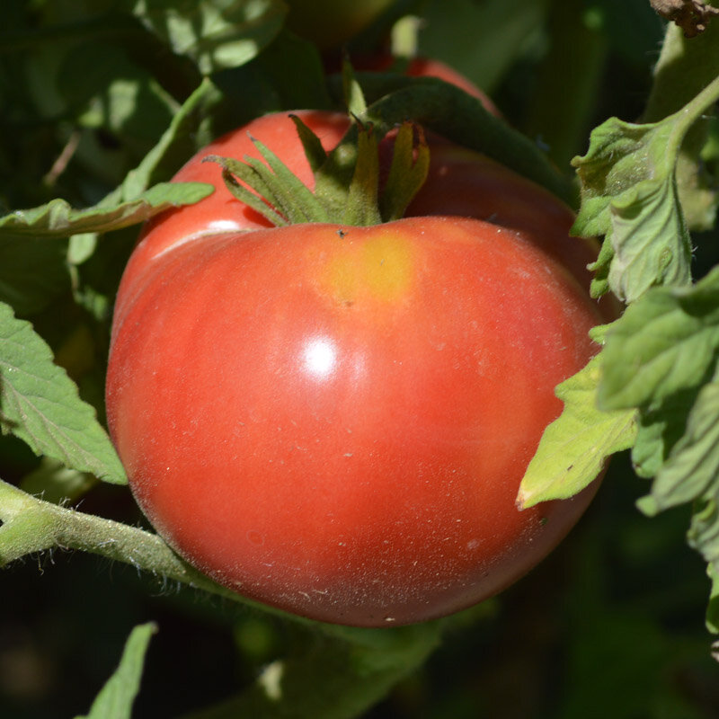 Heirloom Ponderosa Pink Tomatoes Organic Seeds
