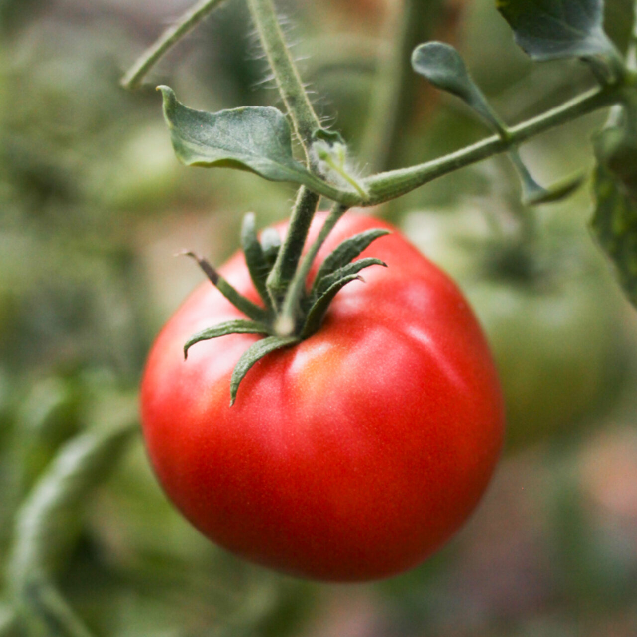 Heirloom German Johnson Pink Tomatoes Organic Seeds