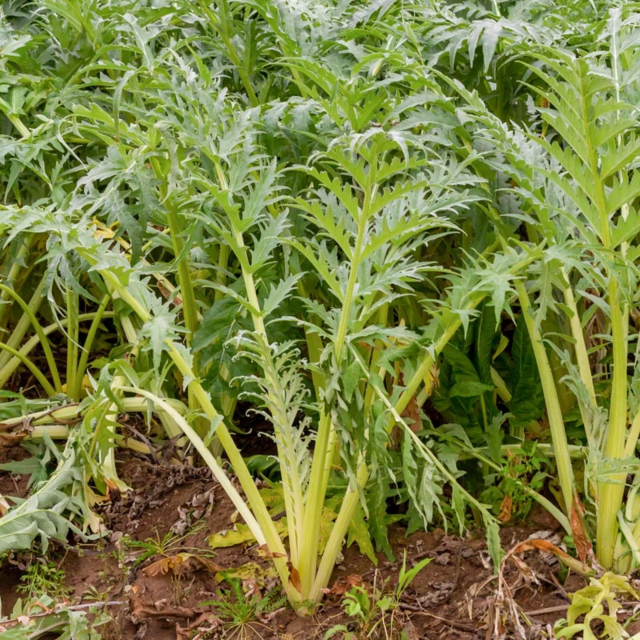 Heirloom Spineless White Cardoons Organic Seeds