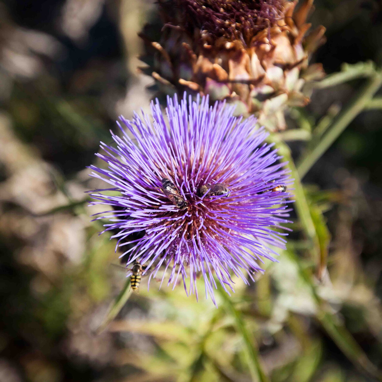 Heirloom Spineless White Cardoons Organic Seeds