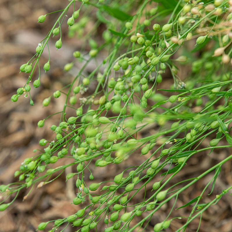 Heirloom Camelina Camelina Organic Seeds