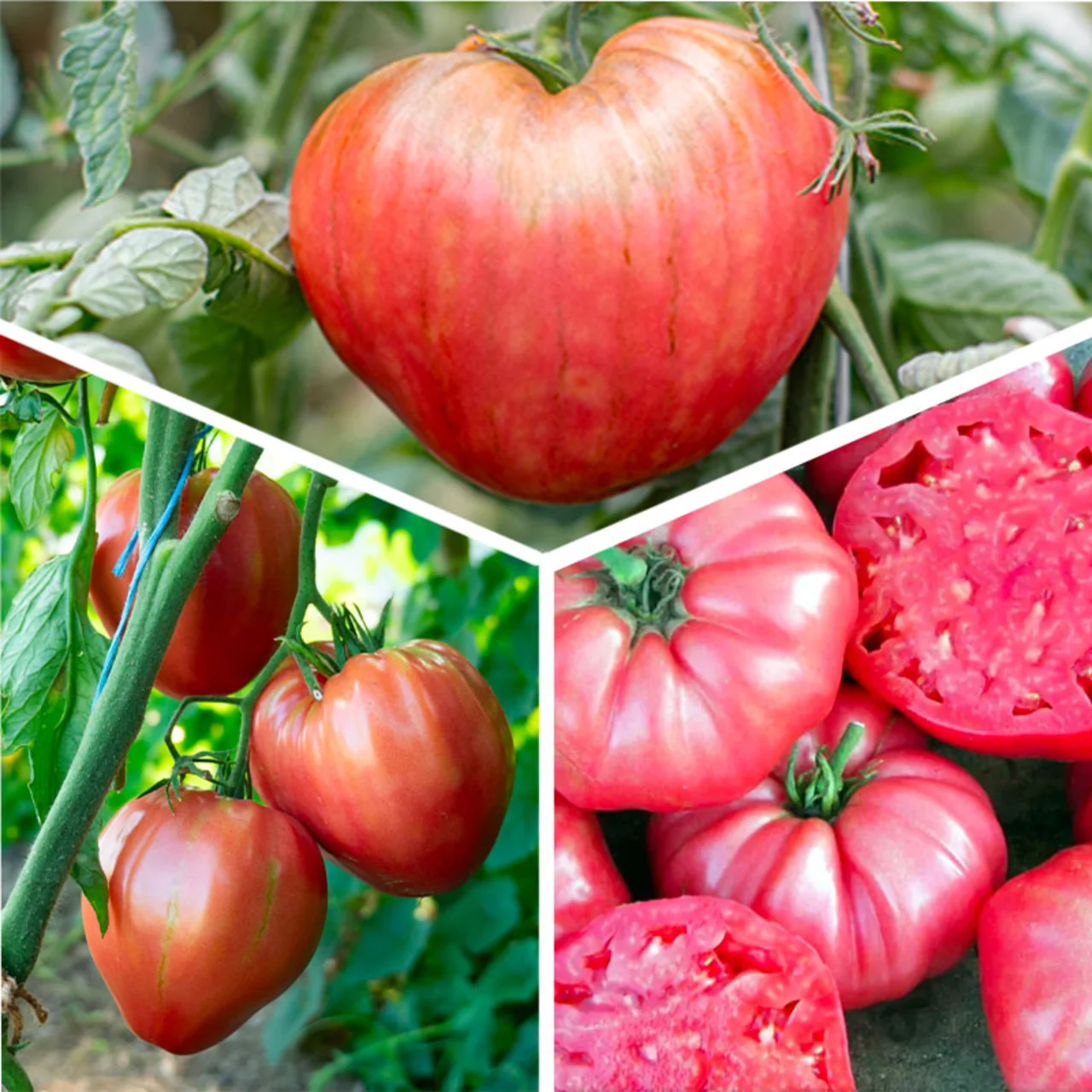 Tomatoes - 3 plants Assorted Beef Heart Tomatoes AB