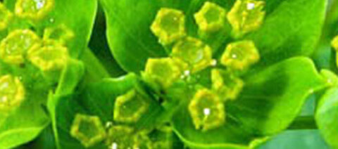 Heirloom Bupleurum Organic Seeds