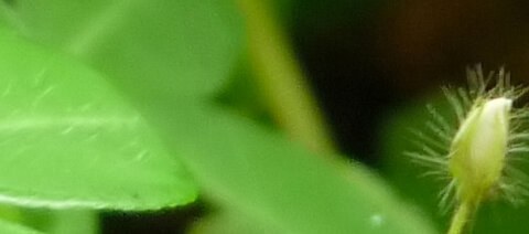 Heirloom Desmodium Organic Seeds