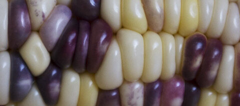 Heirloom Corn Organic Seeds