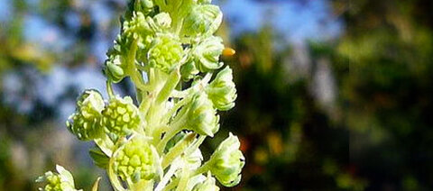 Heirloom Reseda Organic Seeds