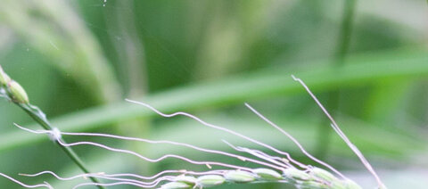 Heirloom Rice Organic Seeds