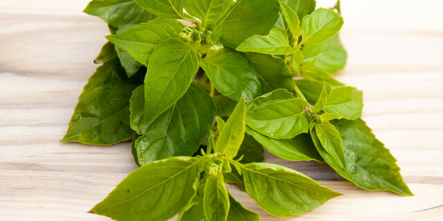Heirloom Peruvian Basil Organic Seeds | Association Kokopelli