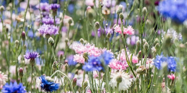 Cornflower - Mixed Colours | Association Kokopelli