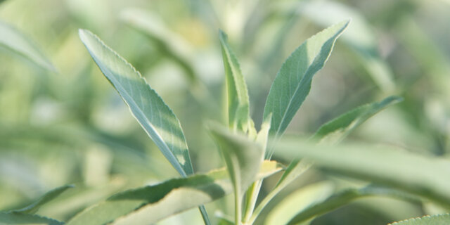 Sage - Native American White Sage | Association Kokopelli