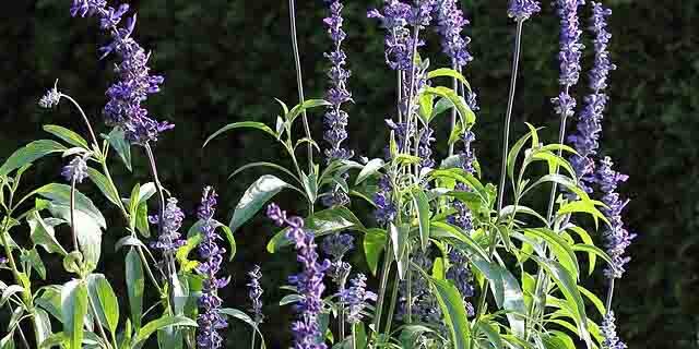 Sage - Chia | Association Kokopelli