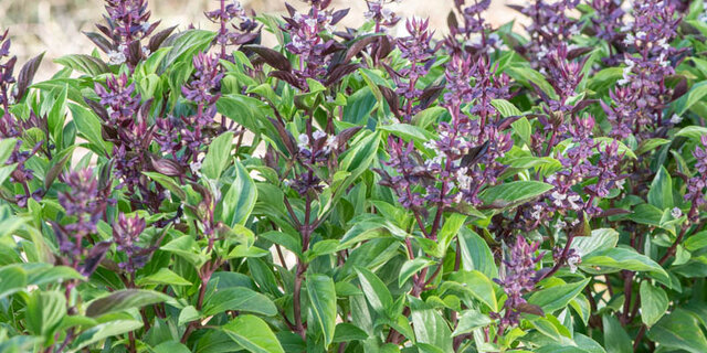 Heirloom Queen Of Sheba Basil Organic Seeds | Association Kokopelli