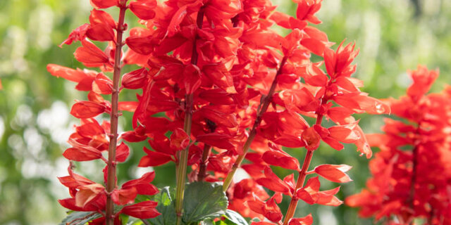 Sage - Mojave Red | Association Kokopelli