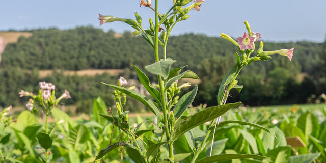 Tobacco - Costa Rica 589 | Association Kokopelli