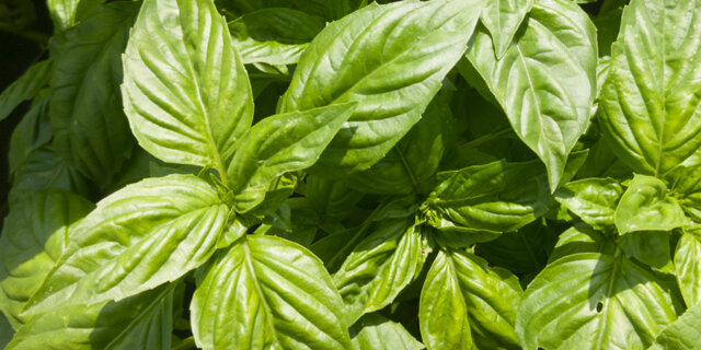 Heirloom Rutgers Devotion Basil Organic Seeds | Association Kokopelli