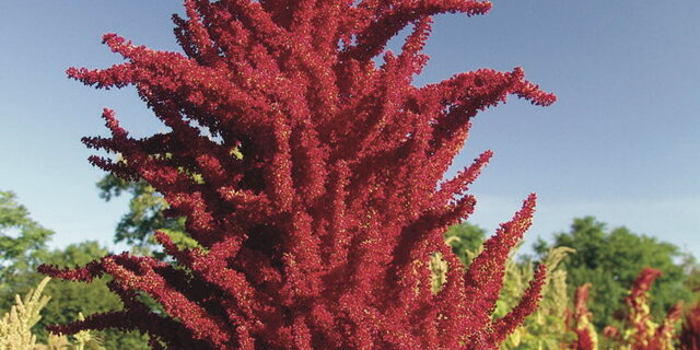 Grain amaranth - Intense Purple | Association Kokopelli