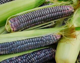 Heirloom Blue Jade Corn Organic Seeds | Association Kokopelli