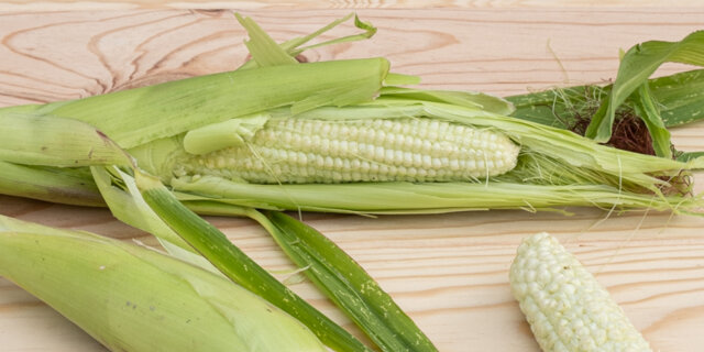 Heirloom Country Gentleman Corn Organic Seeds | Association Kokopelli