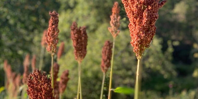 Heirloom Red's Red Sweet Sorghum Organic Seeds | Association Kokopelli