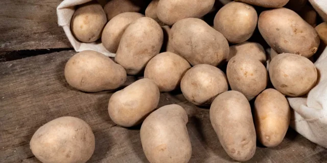 Potatoes - Agria organic potato - size 28/35 | Association Kokopelli