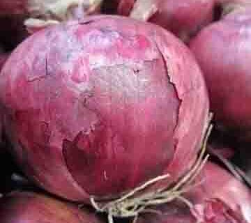 Heirloom Tuscan red Onions Organic Seeds | Association Kokopelli