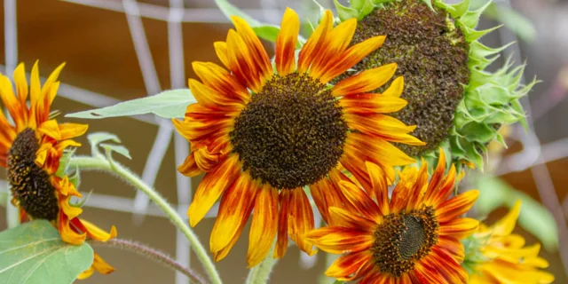 Flowering sunflower - Supreme Mix | Association Kokopelli