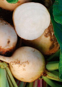 Heirloom Albino Beets Organic Seeds | Association Kokopelli