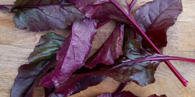 Heirloom Mac Gregor Favorite Beets Organic Seeds