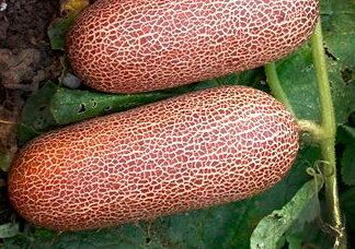 Cucumber - Poona Kheera | Association Kokopelli