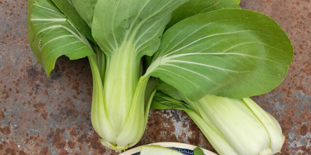 Heirloom Shanghai Pak Choy Chinese cabbage Organic Seeds | Association ...