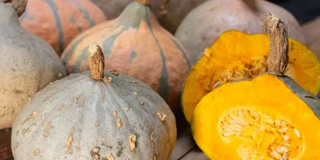 Heirloom Silver Bell Maxima squash Organic Seeds | Association Kokopelli