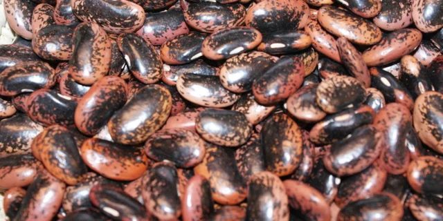 Heirloom Streamline Runner beans Organic Seeds | Association Kokopelli