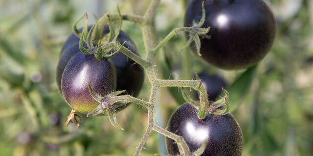 Heirloom Bosque Blue Tomatoes Organic Seeds | Association Kokopelli
