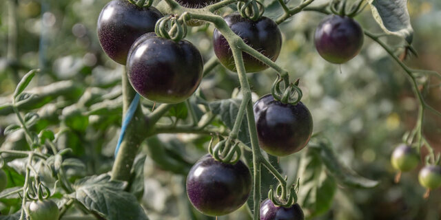 Heirloom Jl Midnight Select Tomatoes Organic Seeds | Association Kokopelli