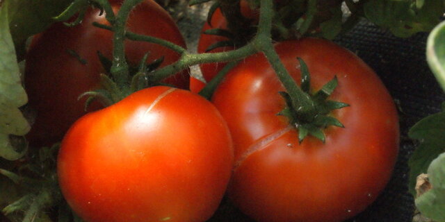 Heirloom Fireworks Tomatoes Organic Seeds | Association Kokopelli