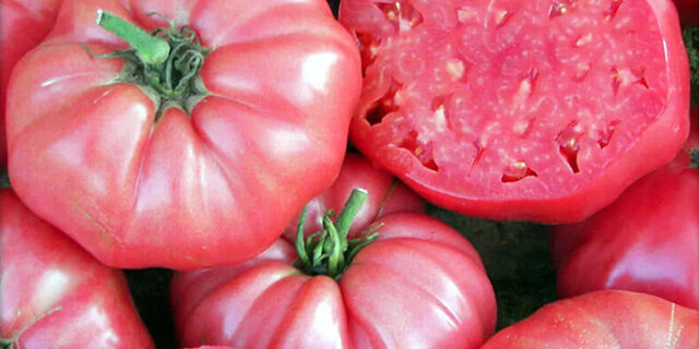 Heirloom Brandywine Pink Tomatoes Organic Seeds | Association Kokopelli