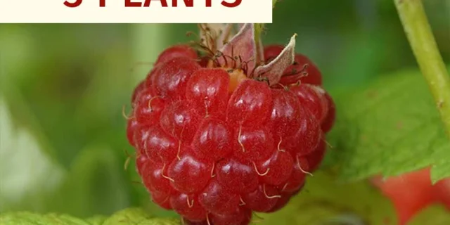 Raspberry - 3 late raspberry plants September AB | Association Kokopelli