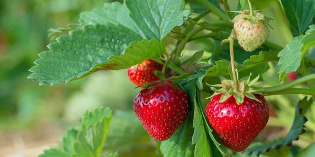 Strawberry plants - 3 "Rubis des Jardins" AB mid-season strawberry ...