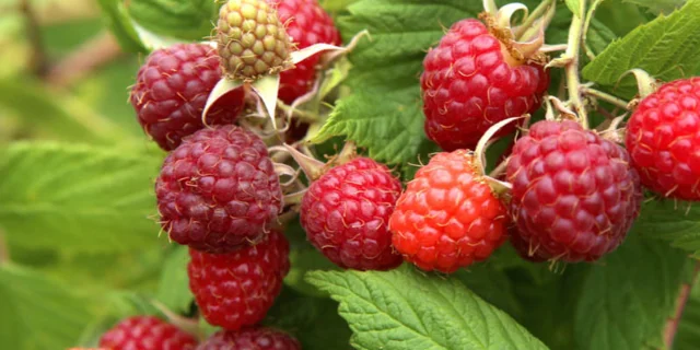 Raspberry - Raspberry Meeker 2 organic plants