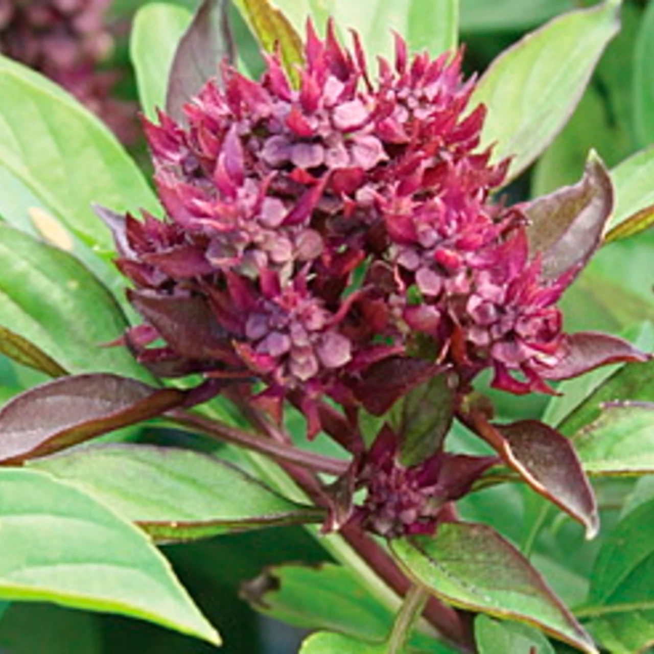 Heirloom Siam Queen Thai Basil Organic Seeds | Association Kokopelli