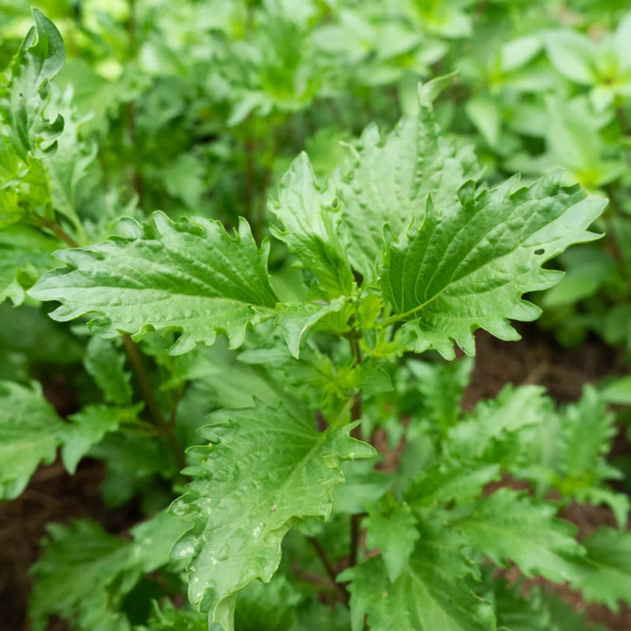 Heirloom Mrihani Basil Organic Seeds | Association Kokopelli